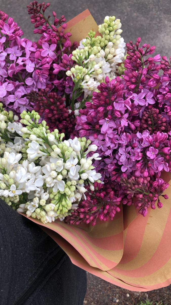 Giá Hoa Tử Đinh Hương Và Ý Nghĩa Của Loài Hoa Này. - Tâm Flowers